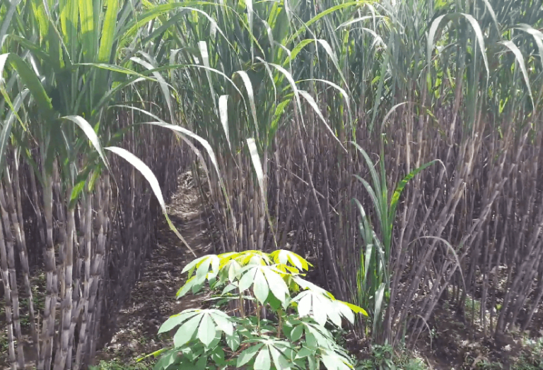 Budidaya Tanaman Tebu untuk Pemula, Sukses Sampai Panen!