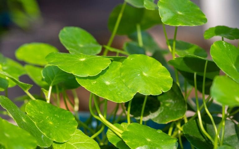 Cara Menanam Daun Pegagan dan Tip Perawatannya agar Subur