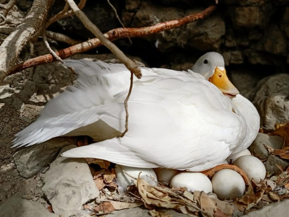 Panduan Lengkap Ternak Bebek Petelur Untuk Pemula