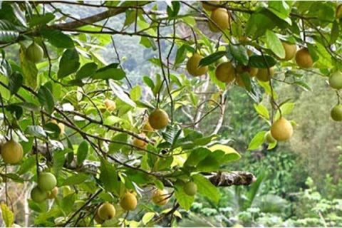 Penyakit Tanaman Pala: Jenis, Penyebab, Ciri & Penanggulangan