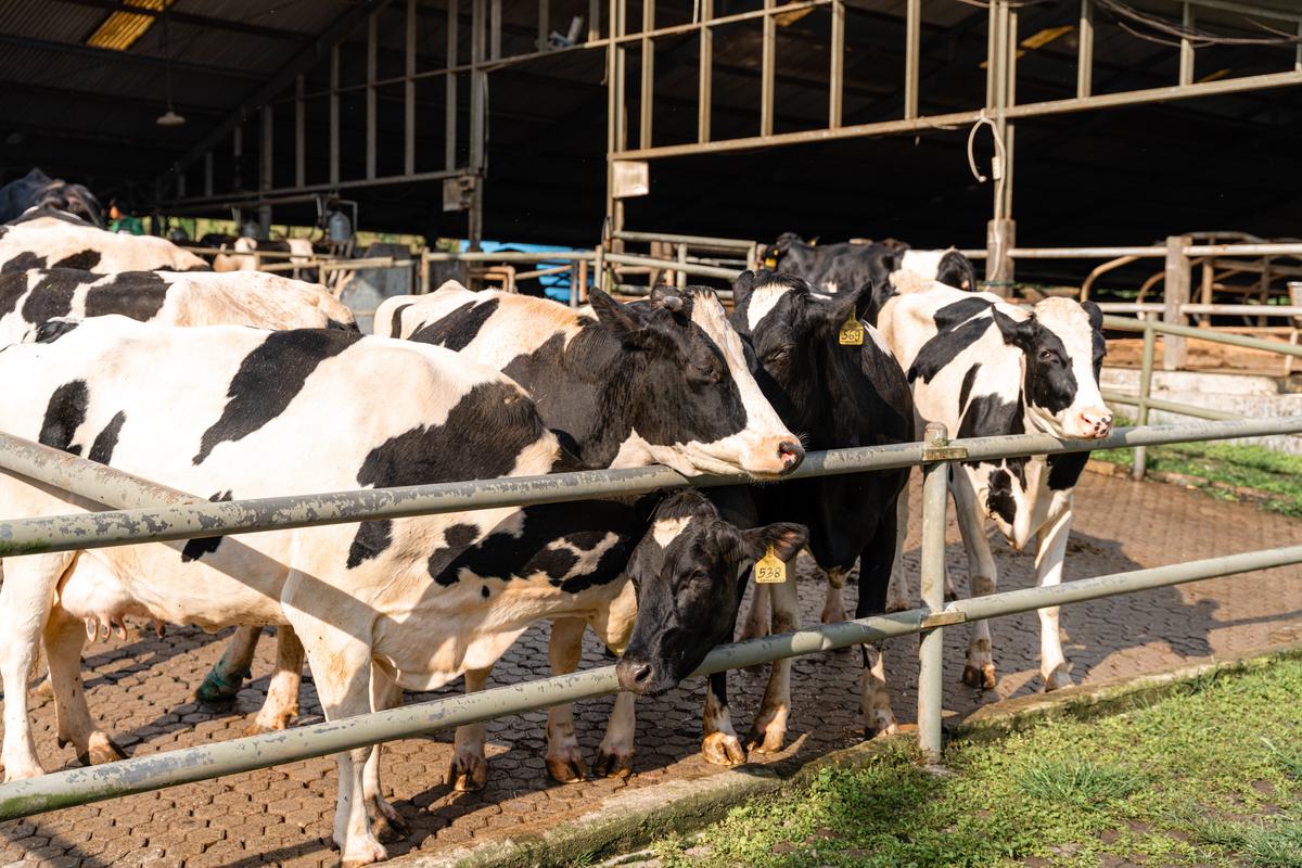 Vitamin untuk Sapi Perah agar Produksi Susu Lebih Optimal