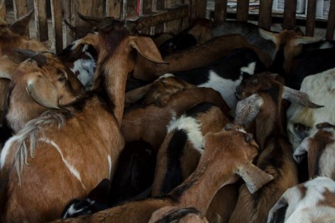 Tips Menggemukkan Kambing Jawarandu Buat Berhasil Ternak