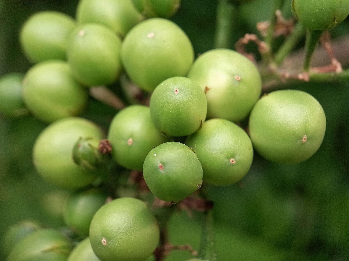 Cara Menanam Takokak/Rimbang & Tips Perawatan yang Tepat