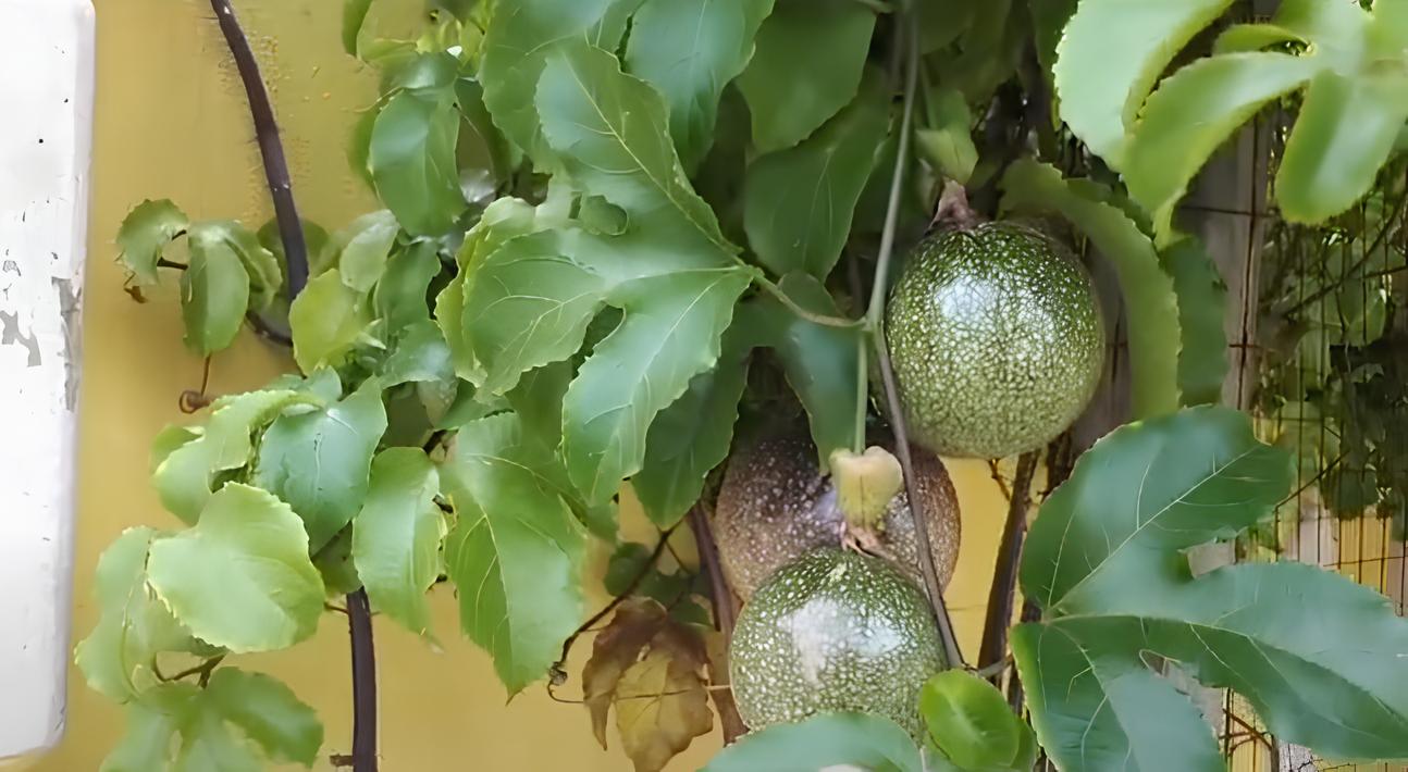 Trik Sukses Menanam Markisa di Pot: Panduan Praktis