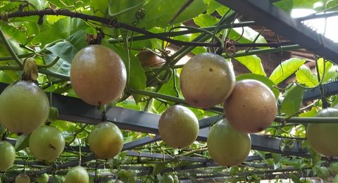 Rahasia Sukses Cara Budidaya Markisa Agar Cepat Berbuah