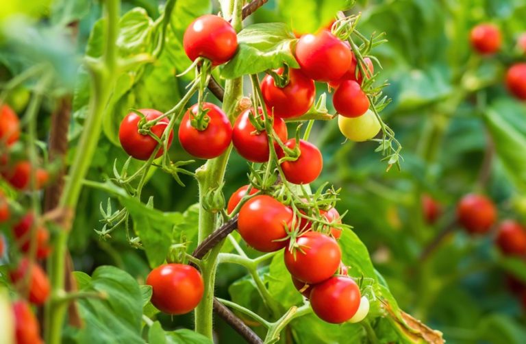 Cara Menanam Tomat Ceri di Rumah dan Tip Perawatannya