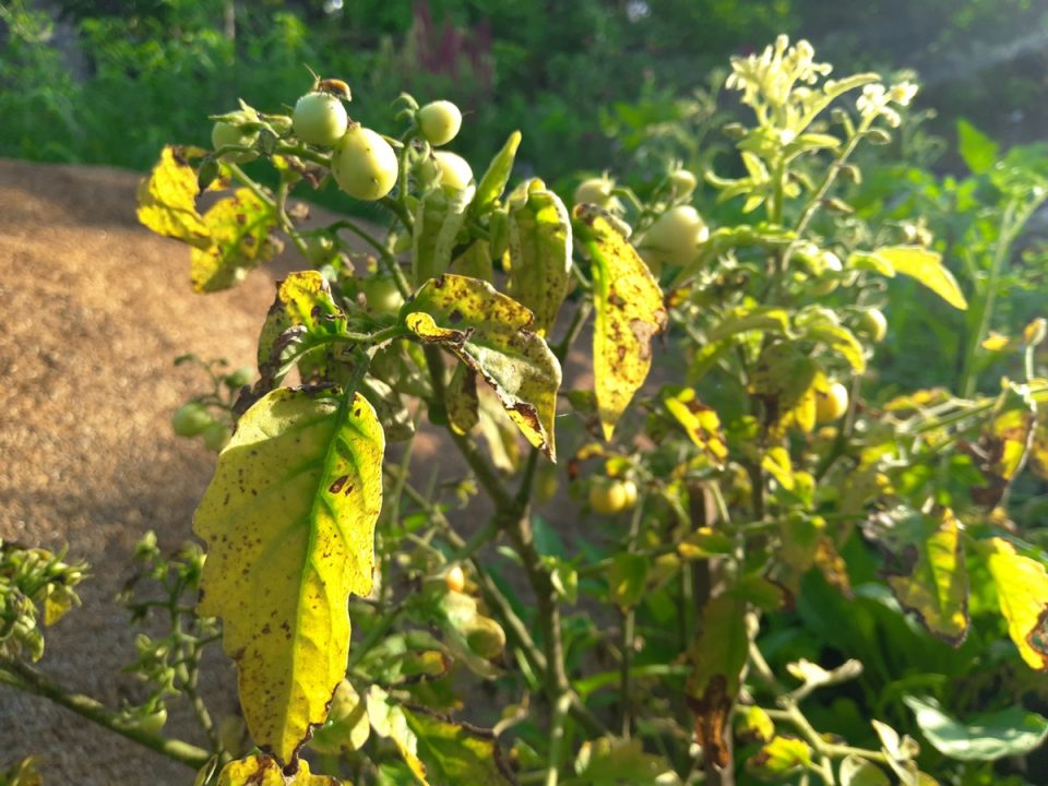 Daun Tomat Kuning Keriting: Penyebab dan Cara Mengatasinya