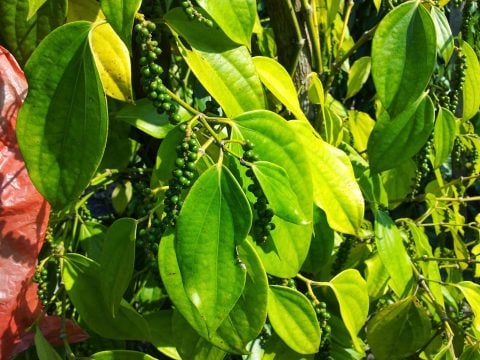 Cara Budidaya Lada Agar Cepat Berbuah, Untuk Kualitas Ekspor