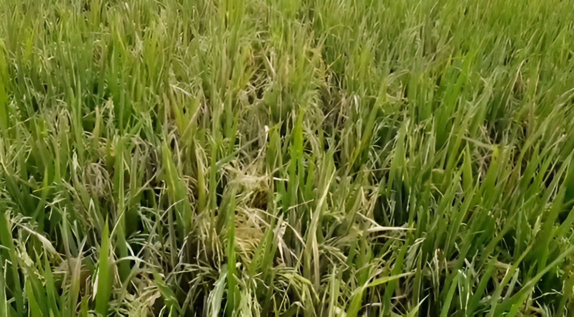 Jenis Padi Yang Paling Banyak Hasilnya Menurut Tim Ahli GDM