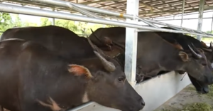 Jenis Pakan Kerbau Terbaik agar Gemuk, Hasil Ternak Maksimal