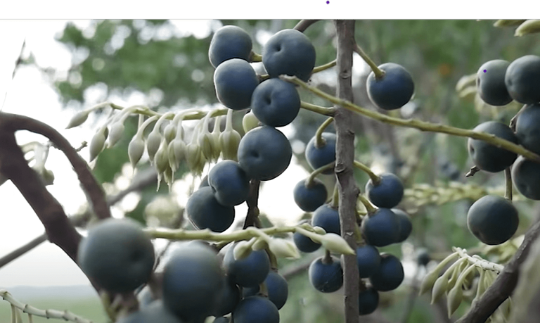 Cara Merawat Pohon Jenitri agar Cepat Berbuah Lebat