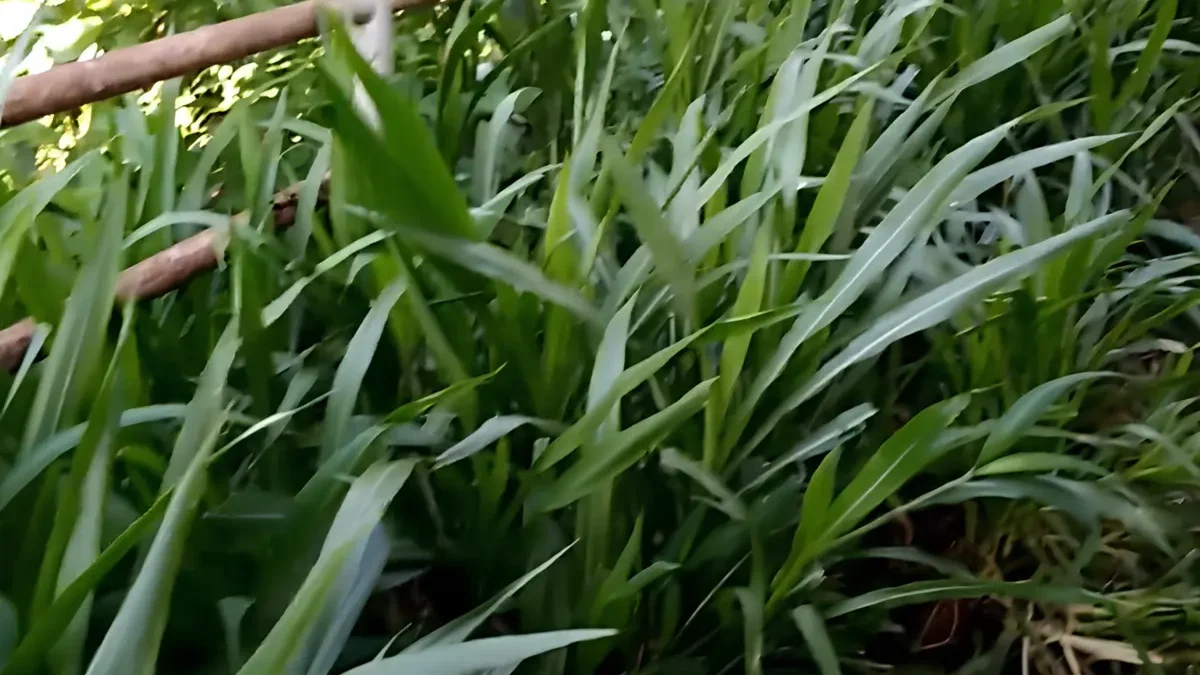 9 Perbedaan Rumput Odot dan Rumput Gajah Pakan Ternak