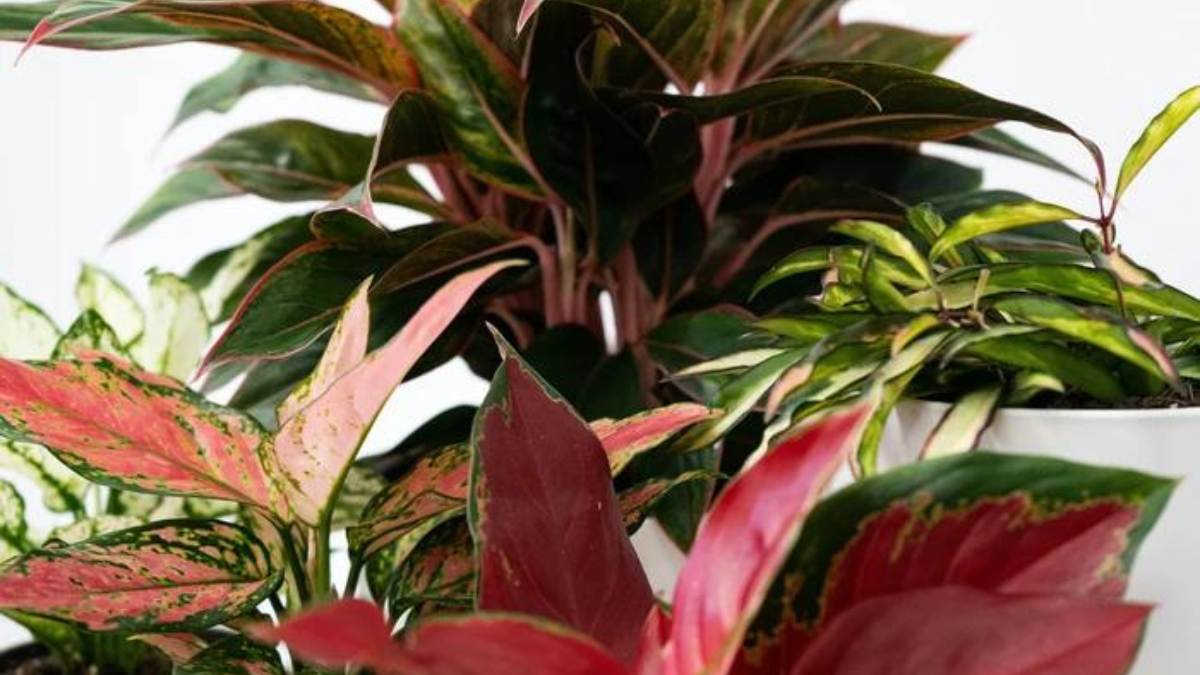 5 Penyebab Daun Aglonema Layu dan Cara Mengatasinya