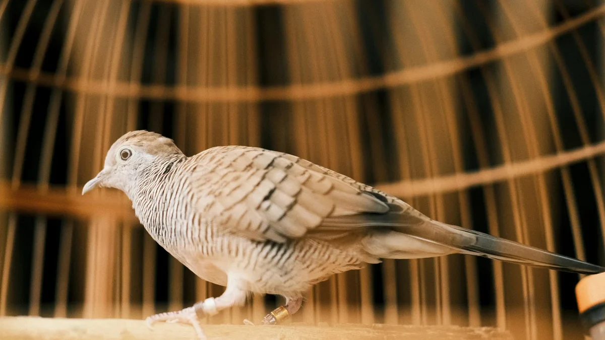 7 Cara Merawat Burung Perkutut agar Rajin Bunyi