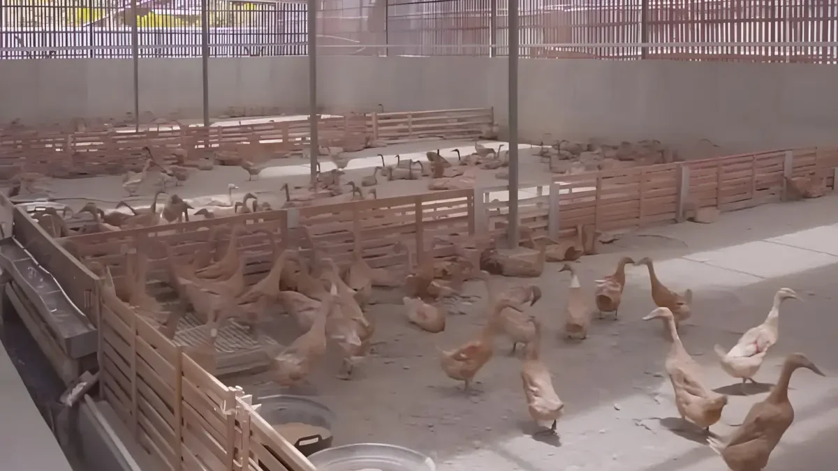 6 Cara Fermentasi Pakan Ternak Bebek Penuh Nutrisi