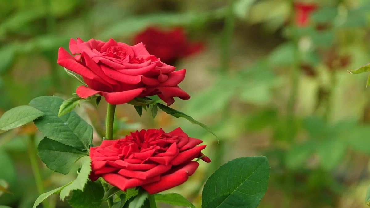7 Jenis Mawar Paling Wangi dan Cantik untuk Ditanam di Rumah