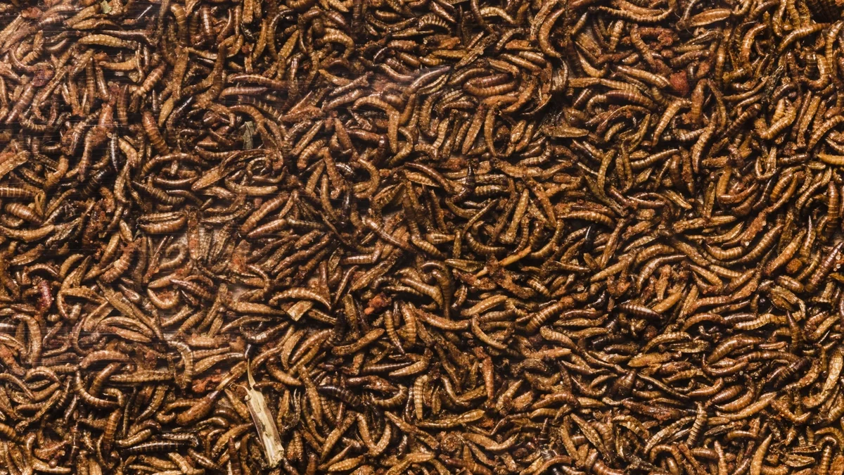 9 Pakan Maggot agar Cepat Besar dan Panen Melimpah